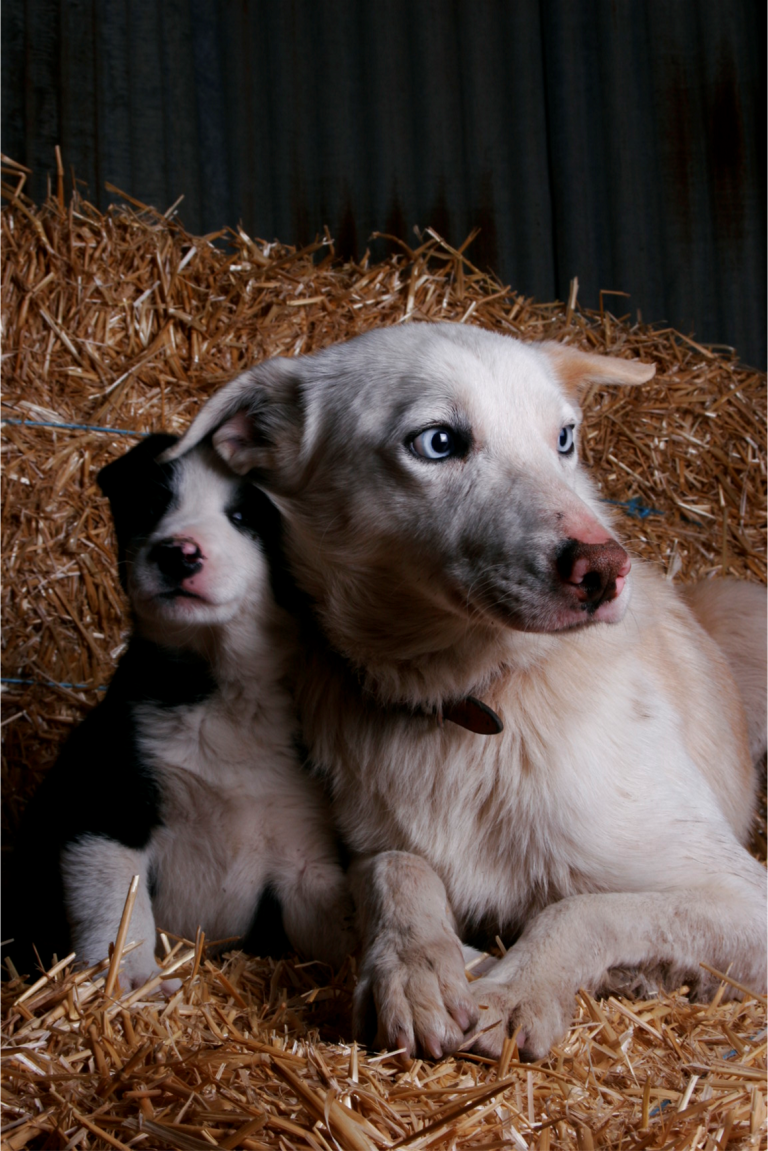 Training Sheepdogs – with Milton Cross