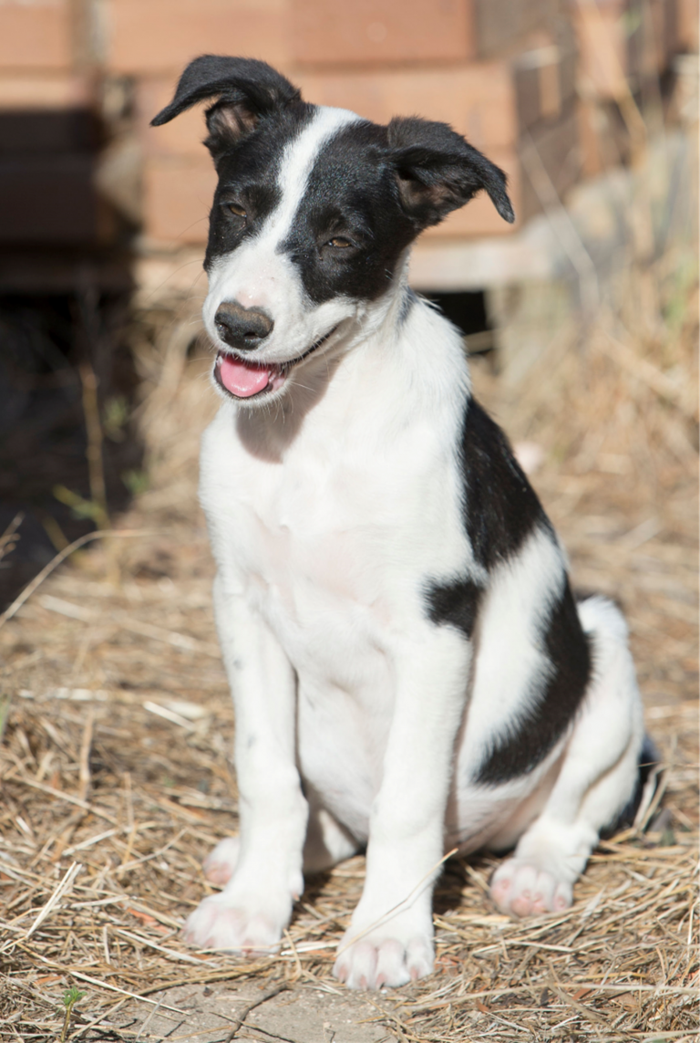 Training Sheepdogs – with Milton Cross