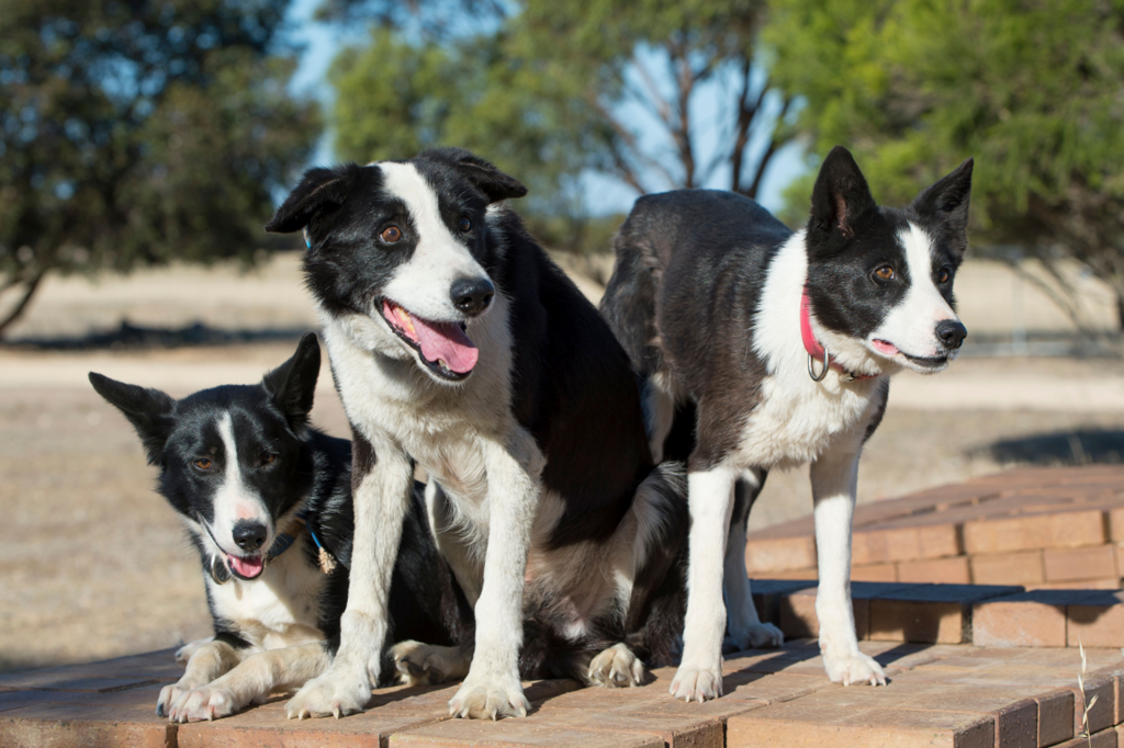Our Best Mates – Training Sheepdogs