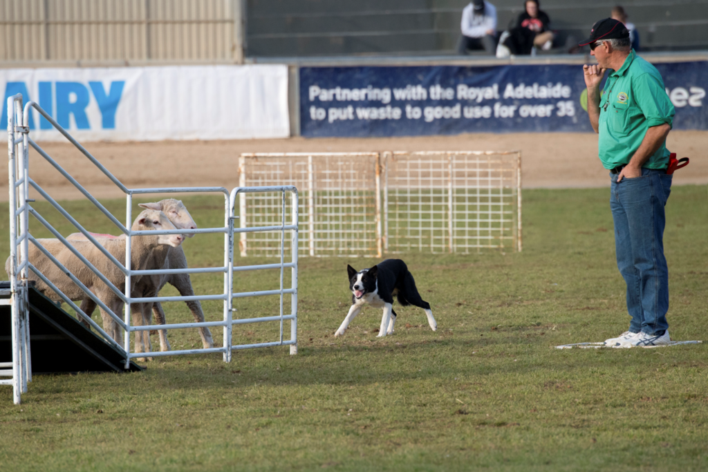 Sheepdog Trialling – Training Sheepdogs