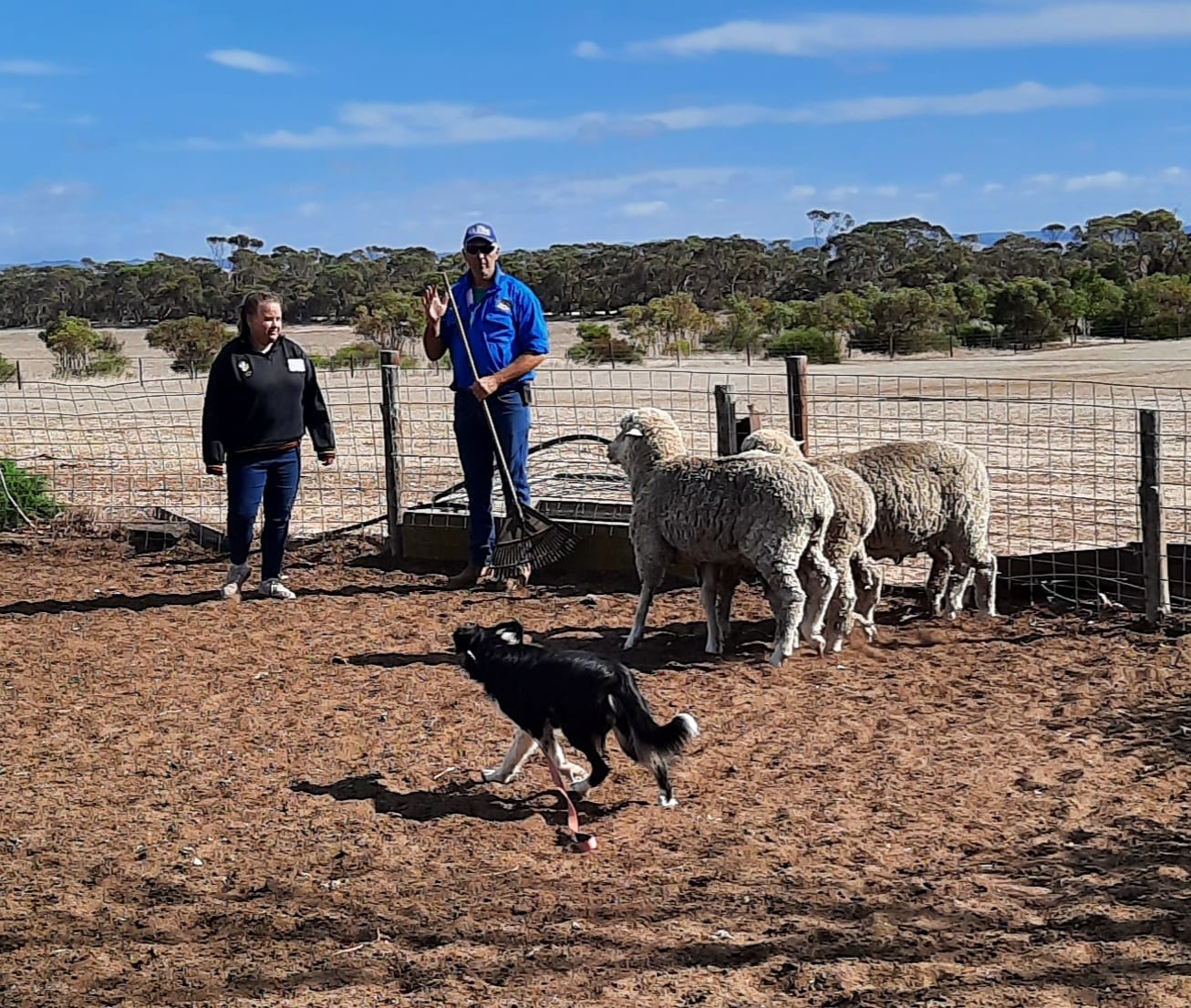 Stage 1 Registrations: Saturday 8th November 2025 – Training Sheepdogs